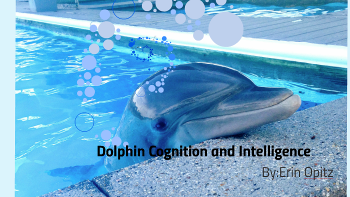 Dolphin Intelligence by Erin Opitz on Prezi
