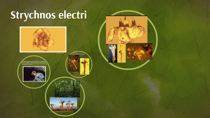 Strychnos electri by JIMMY GREENO on Prezi