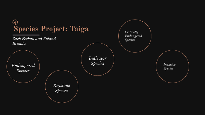 Species Project: Taiga by Zach Feehan on Prezi