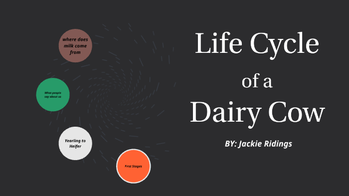Life Span of a Dairy Cow by Jackie Ridings on Prezi