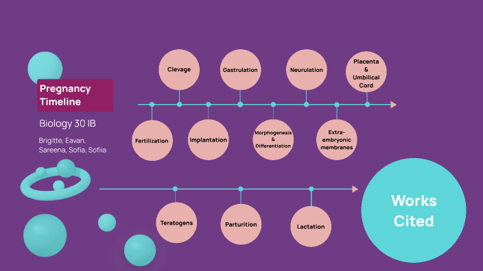 Pregnancy Timeline by Brigitte Bernard on Prezi