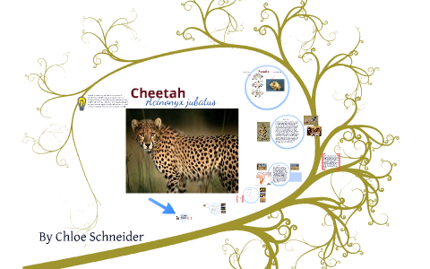 Cheetah - Favorite Living Organism Research Project BIO20I by Chloe ...