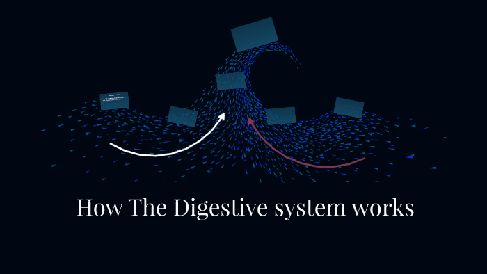How The Digestive system works by Tyler k on Prezi