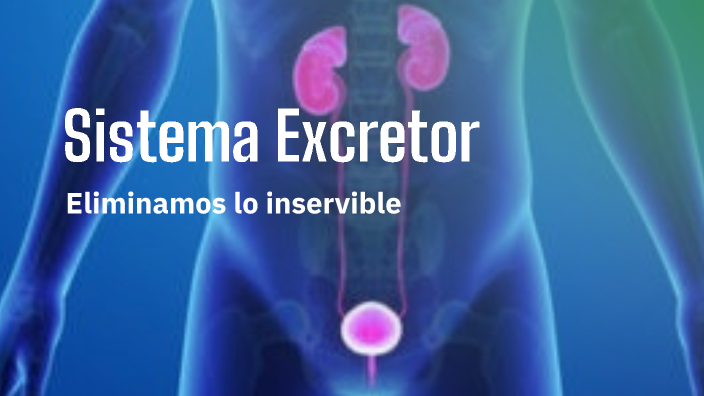 Sistema Excretor by Texia Aliaga on Prezi