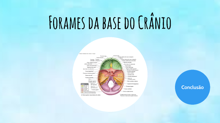 Forâmen da base do Crânio by wandrey tosta on Prezi