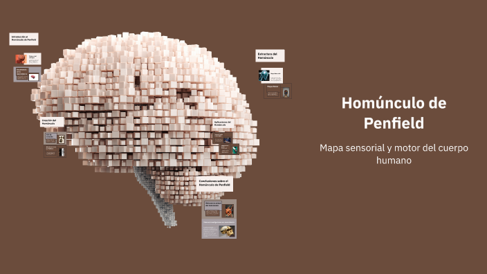 Homúnculo de Penfield by Camila Ramírez on Prezi