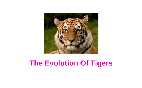 The Evolution Of Tigers by Tom Lo on Prezi