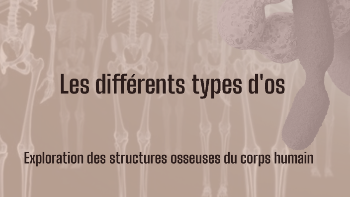 Les différents types d'os by kelig lorent on Prezi