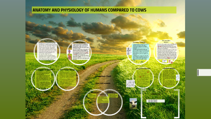 ANATOMY AND PHYSIOLOGY OF HUMANS COMPARED TO COWS by Caitlin Broderick ...
