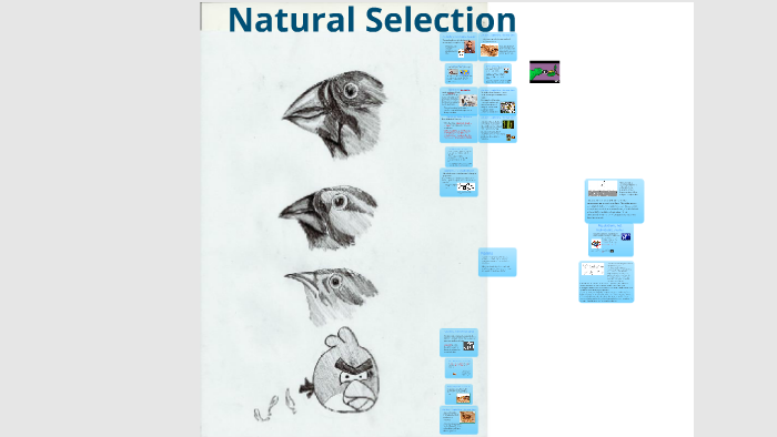 7th Grade Natural Selection Notes by Devin Weiss on Prezi
