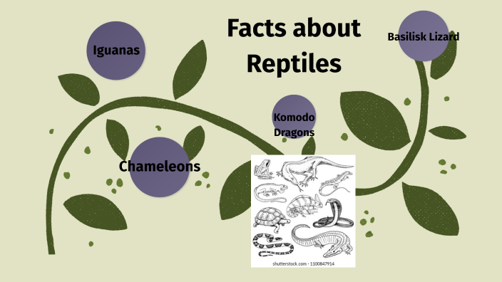 Facts About Reptiles by Coen H on Prezi