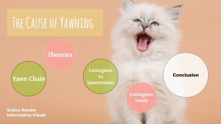 Yawning Informative Visual by Gracie Reeder on Prezi