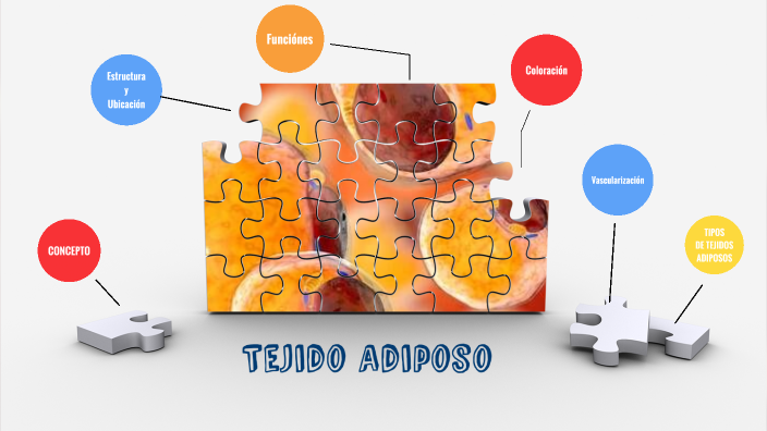 tejido adiposo by alejandra cerna ñique on Prezi