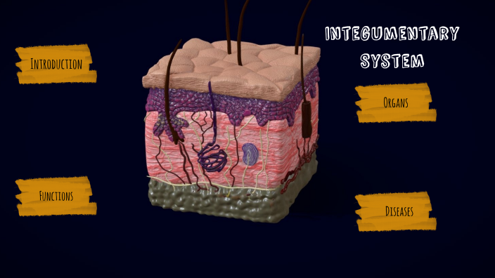 Integumentary System by Katherine Bulay on Prezi