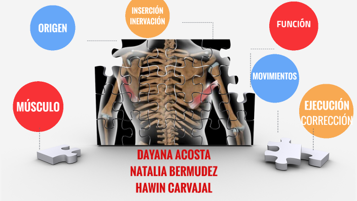 MÚSCULO REDONDO MAYOR by natalia bermudez bulla on Prezi
