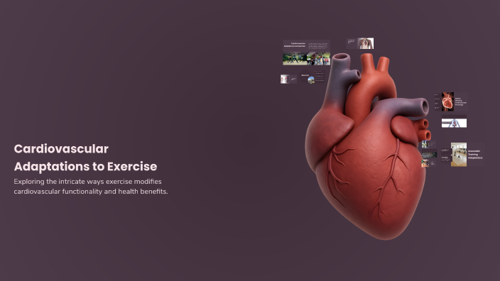 Cardiovascular Adaptations to Exercise by Kaia Griffin on Prezi