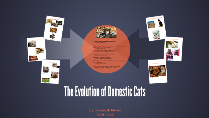 Evolution of Cats by Savannah Moore on Prezi
