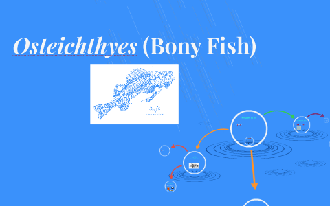 Osteichthyes (Bony Fish) by Sam Catalano on Prezi