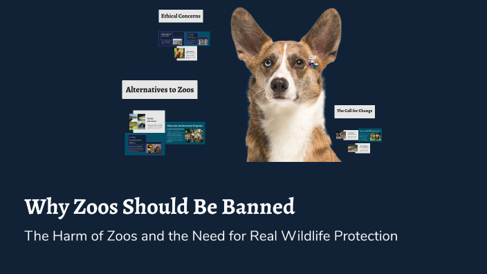Why Zoos Should Be Banned by Abrar Hussam on Prezi