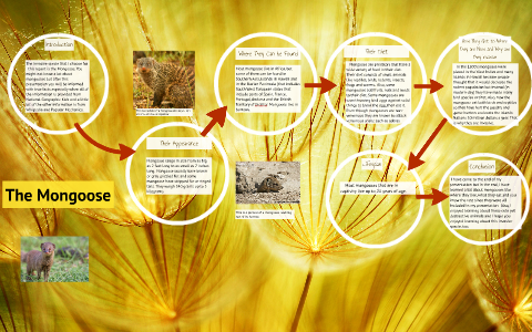 The Mongoose by Isabella Dearlove on Prezi