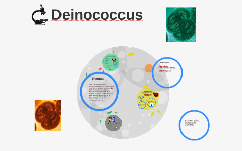 Deinococcus by Andrea Suárez on Prezi