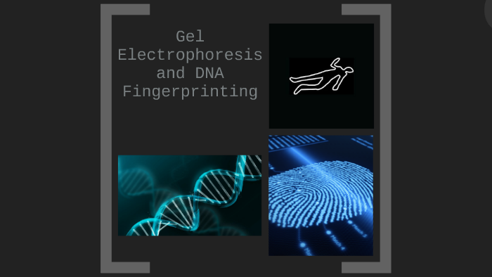 DNA Fingerprinting and Gel Electrophoresis by Hiretya Hiretya
