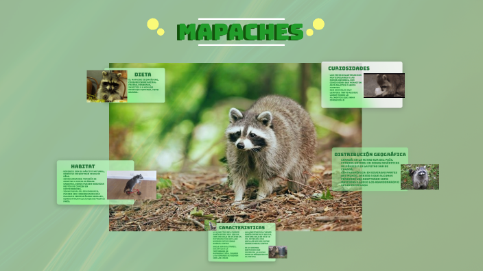 Mapaches: Actividad 3 by Joselyn Conchas on Prezi