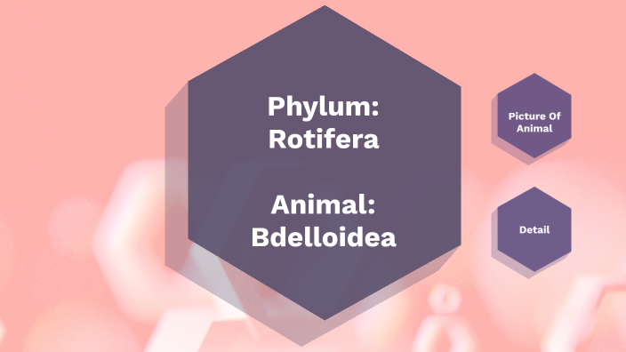 My Animal Project by Shaniyah B on Prezi