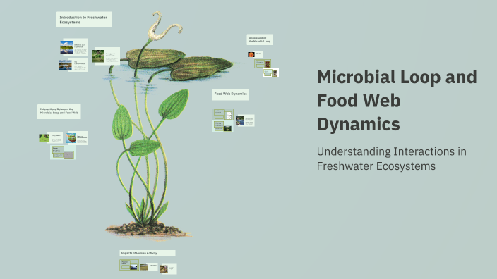 Microbial Loop and Food Web Dynamics by Visha Vishali on Prezi