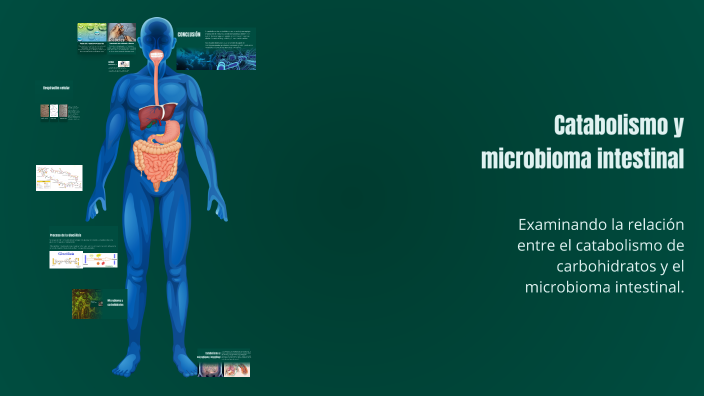 Catabolismo y microbioma intestinal by Volpato Agustín on Prezi