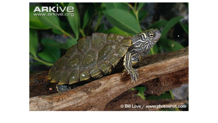 TEXAS MAP TURTLE by Emelin Arzola on Prezi