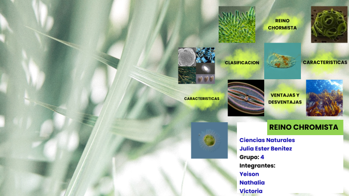 Reino Chromista by Yeison Flores on Prezi