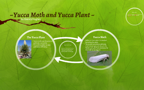 Yucca Moth and Yucca Plant by Q. H. on Prezi
