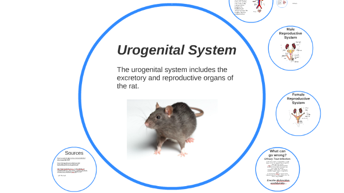 Rat Urological System by on Prezi