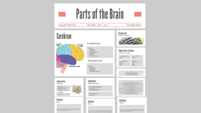 Parts of the Brain by Elizabeth Slack on Prezi