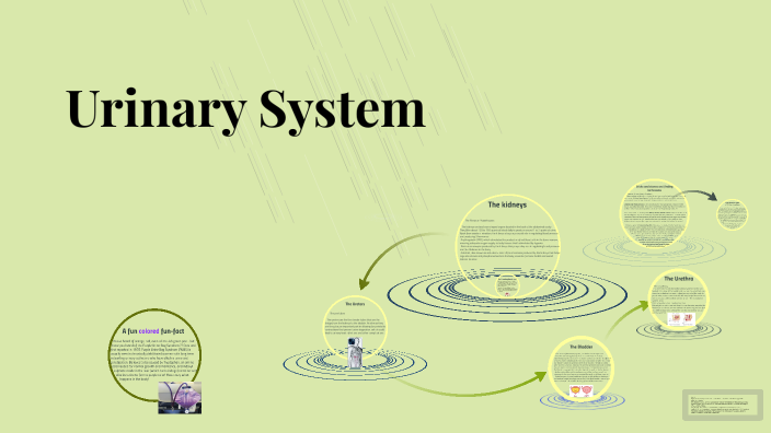 Urinary System by Corrina Curry on Prezi