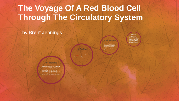 The Voyage Of A Red Blood Cell Through The Circulatory Syste by brent ...