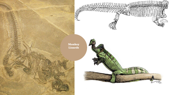 Mesozoic Monkey Lizards by Asher Elbein on Prezi