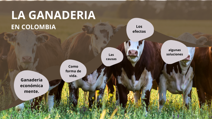 La ganaderia en Colombia. by Valentina Ochoa on Prezi
