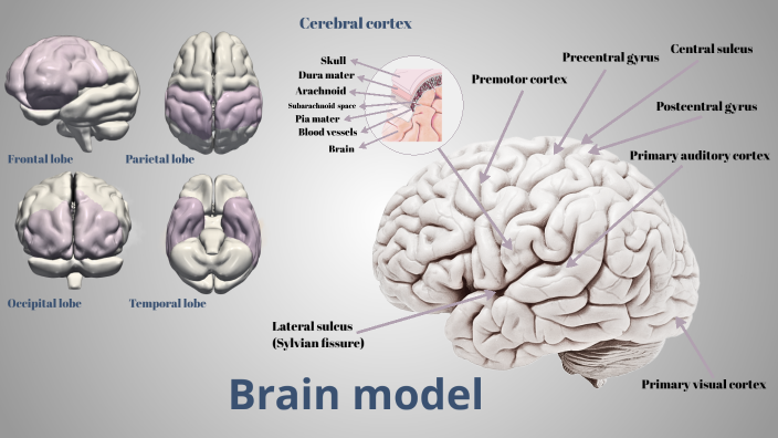 Brain model template by Veronika Danišová on Prezi
