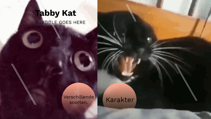Tabby Kat by Silviu Cotorobai on Prezi