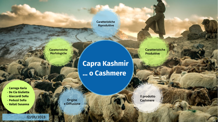 Capra kashmir by Ilaria Carrega on Prezi