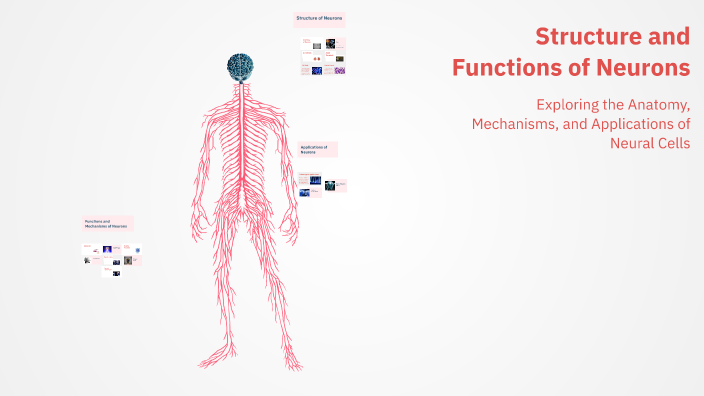 Structure and Functions of Neurons by Hareem Yaseen on Prezi