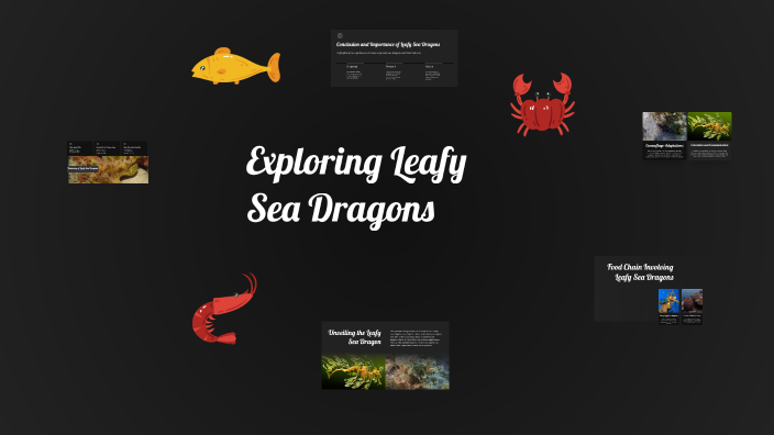 Exploring Leafy Sea Dragons by Minka Both on Prezi