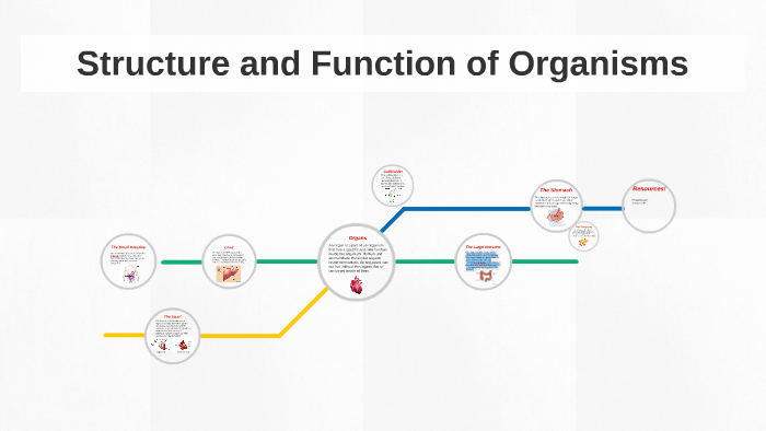 Structure and Function of Organisms by Daniel Pano on Prezi