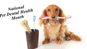Copy of Pet Dental Health by Nick Squeri on Prezi Design