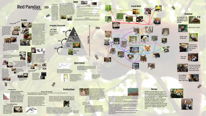 Red Pandas by lexi sutherland on Prezi