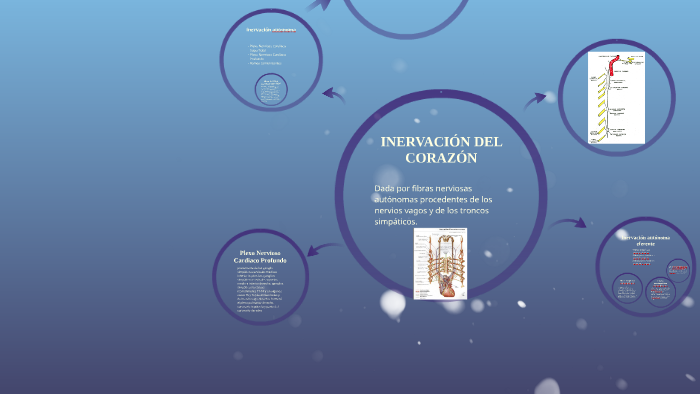 inervacion del corazón by stefany simbaña on Prezi