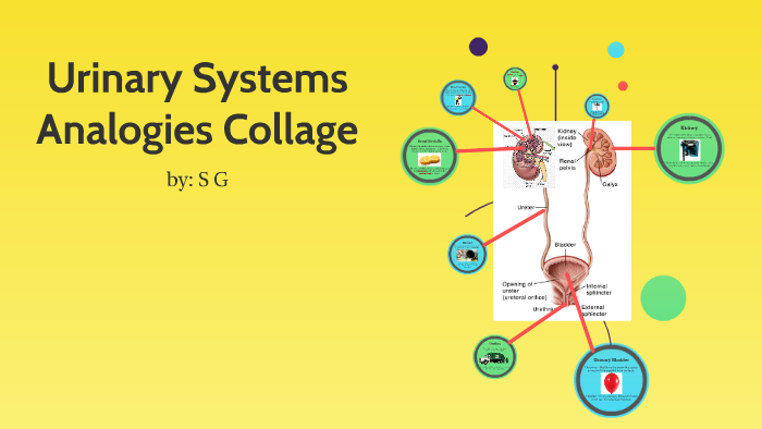 Urinary Systems Analogies Collage by S G on Prezi