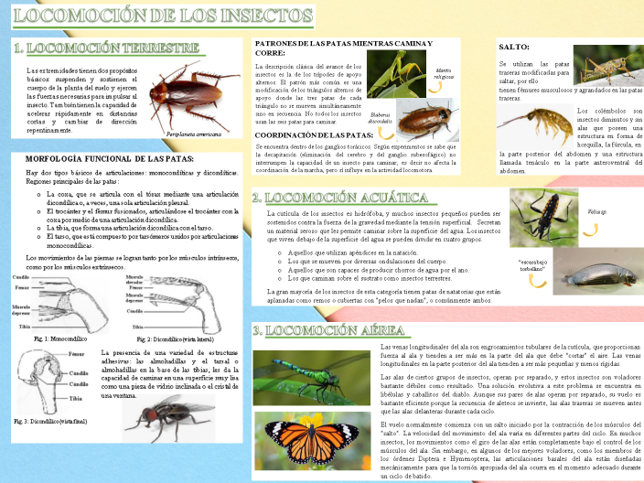 LOCOMOCIÓN DE LOS INSECTOS by Arissa Solar on Prezi